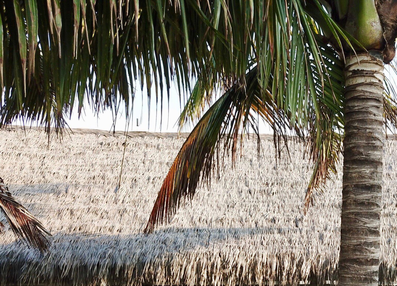 7 Reasons to Switch from Natural Thatch to Endureed Engineered Thatch ...